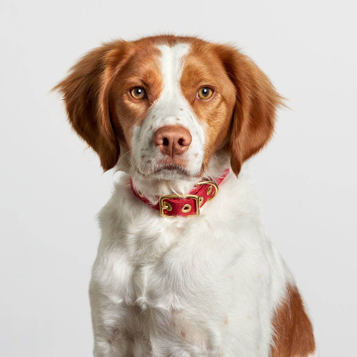 Red Recycled Canvas Dog Collar - All Weather | Animals in Charge